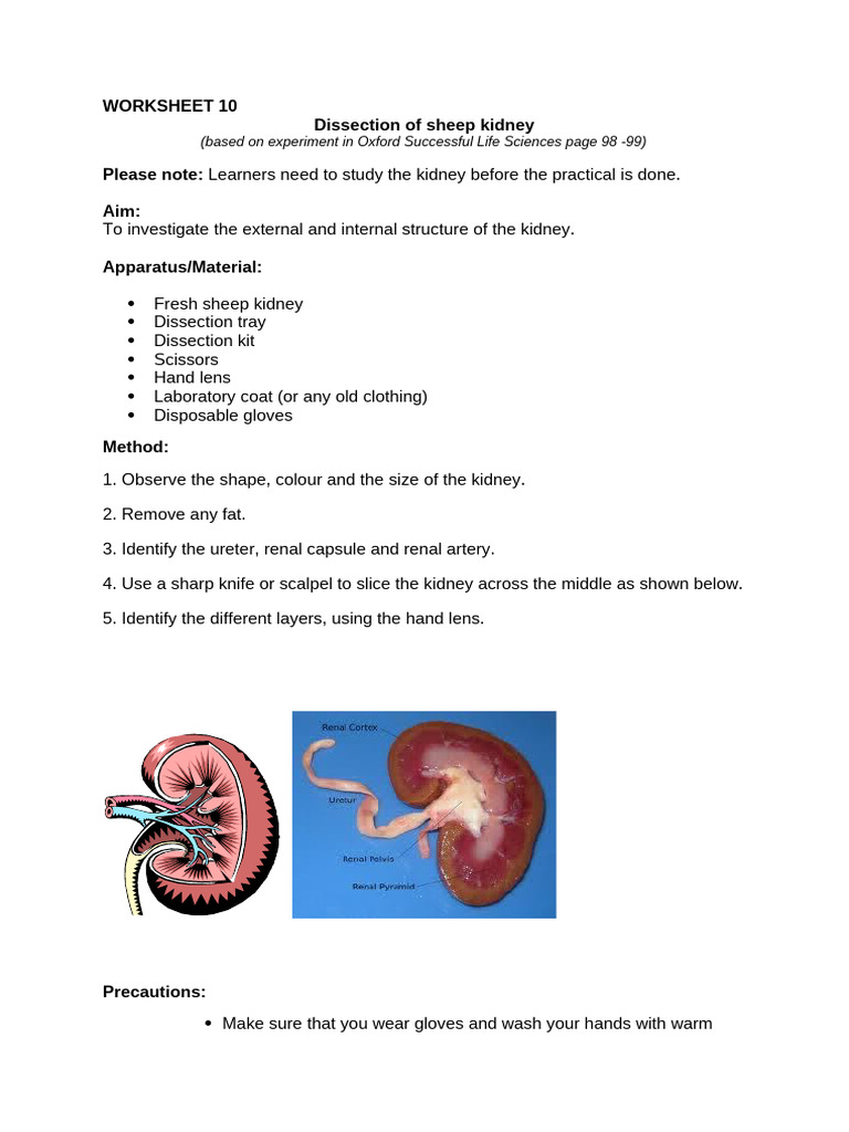 Sheep Kidney Dissection Guide | PDF