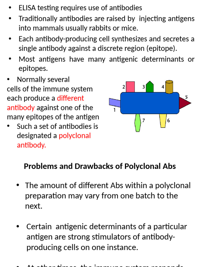 Monoclonal Antibody Production Process | PDF | Polyclonal B Cell ...