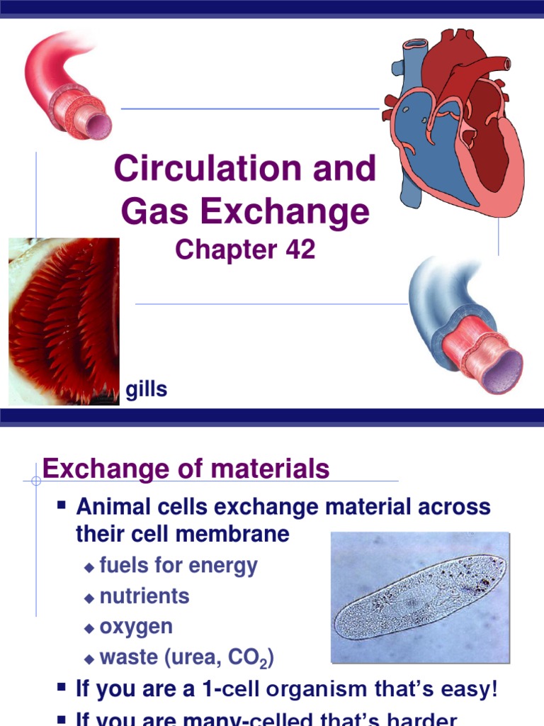 AP Biology: Circulation & Gas Exchange | PDF | Heart | Heart Valve