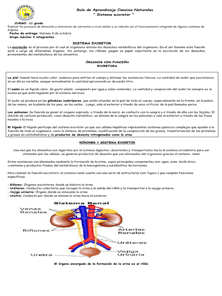 Biologia Taller Grado 11 Sistema Excretor | PDF | Riñón | Sistema urinario