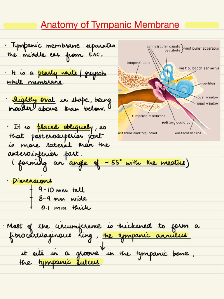 Anatomy of the Tympanic Membrane | PDF | Primate Anatomy | Human Head ...