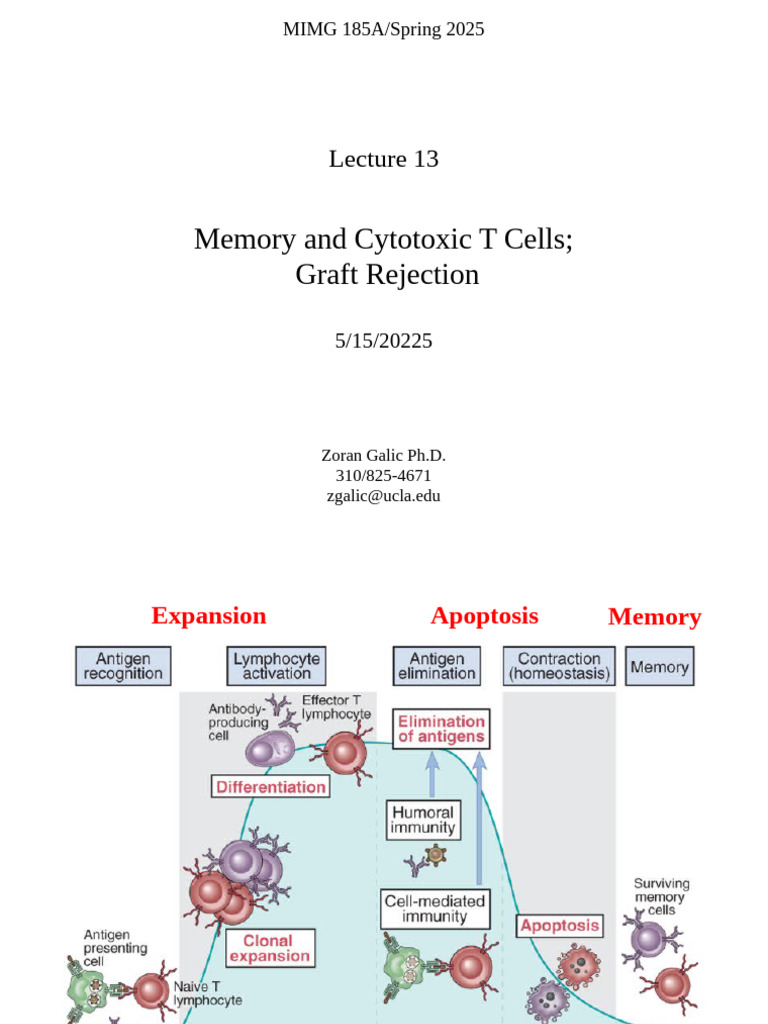 Lecture 13 MEMORY-CTL-Graft Rejection | PDF | Cytotoxic T Cell ...