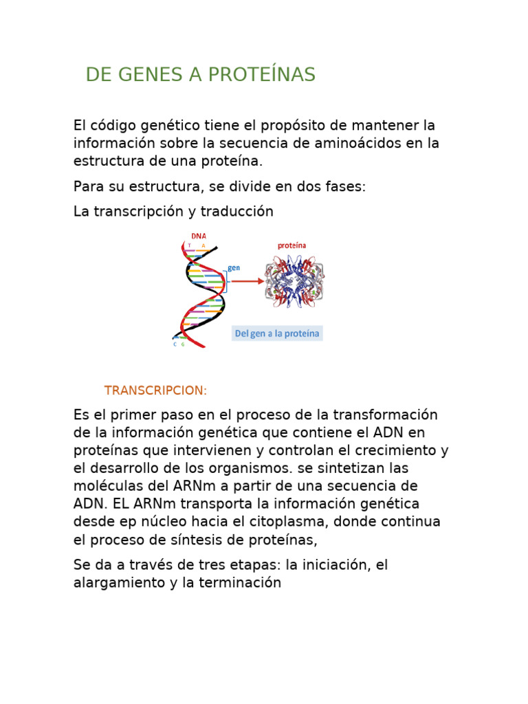 Proceso de Transcripción y Traducción | PDF | Traducción (biología) | Rna