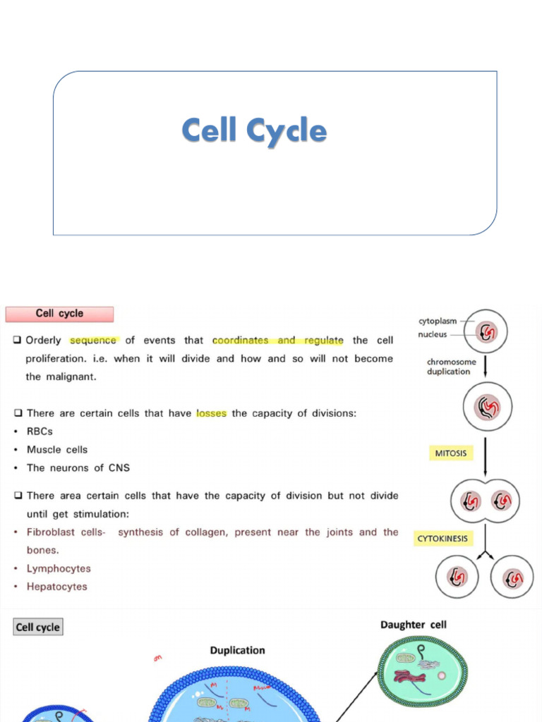 Cell Cycle Part I | PDF