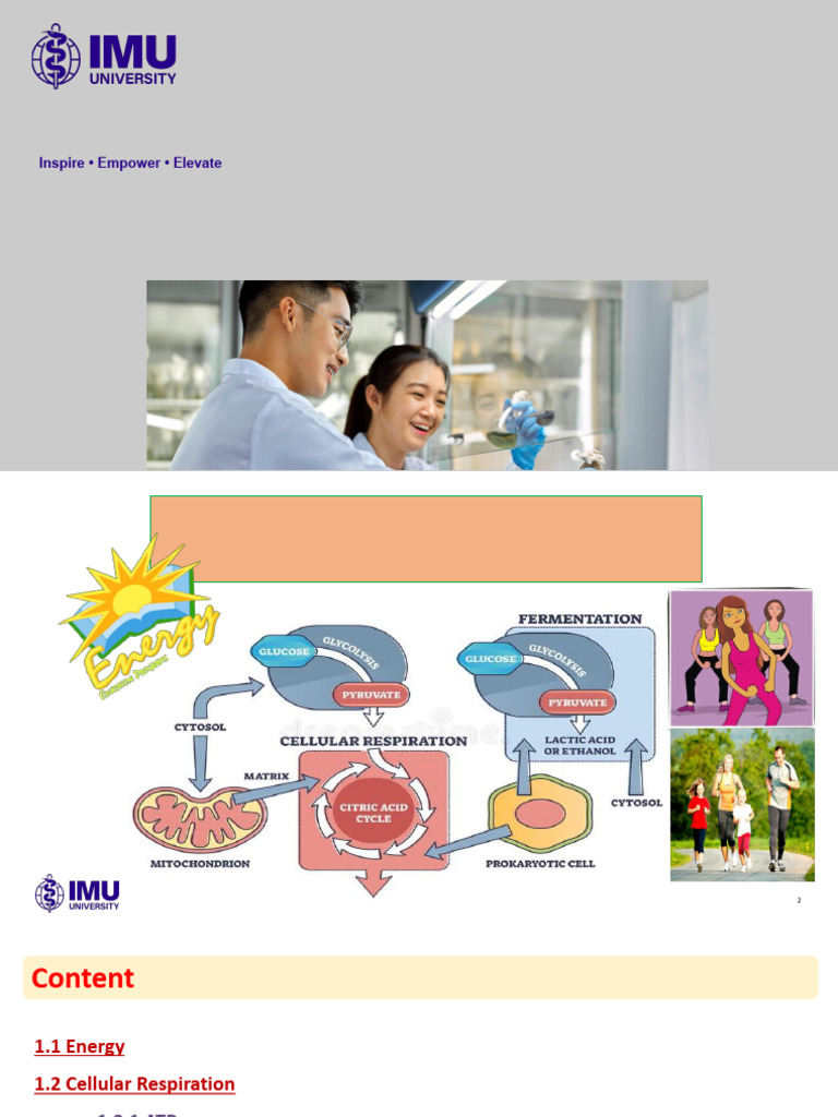 Cellular Respiration and ATP Overview | PDF | Diet & Nutrition | Chemistry