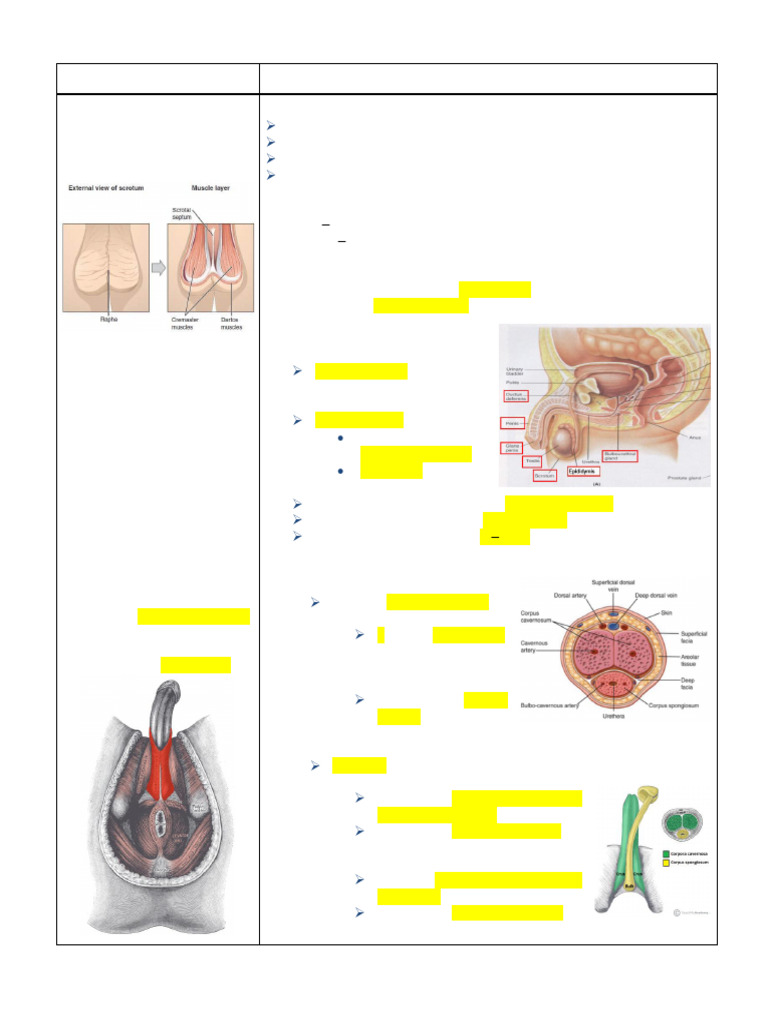 Anaphy Lessons (Reproductive System M) | PDF | Testicle | Prostate