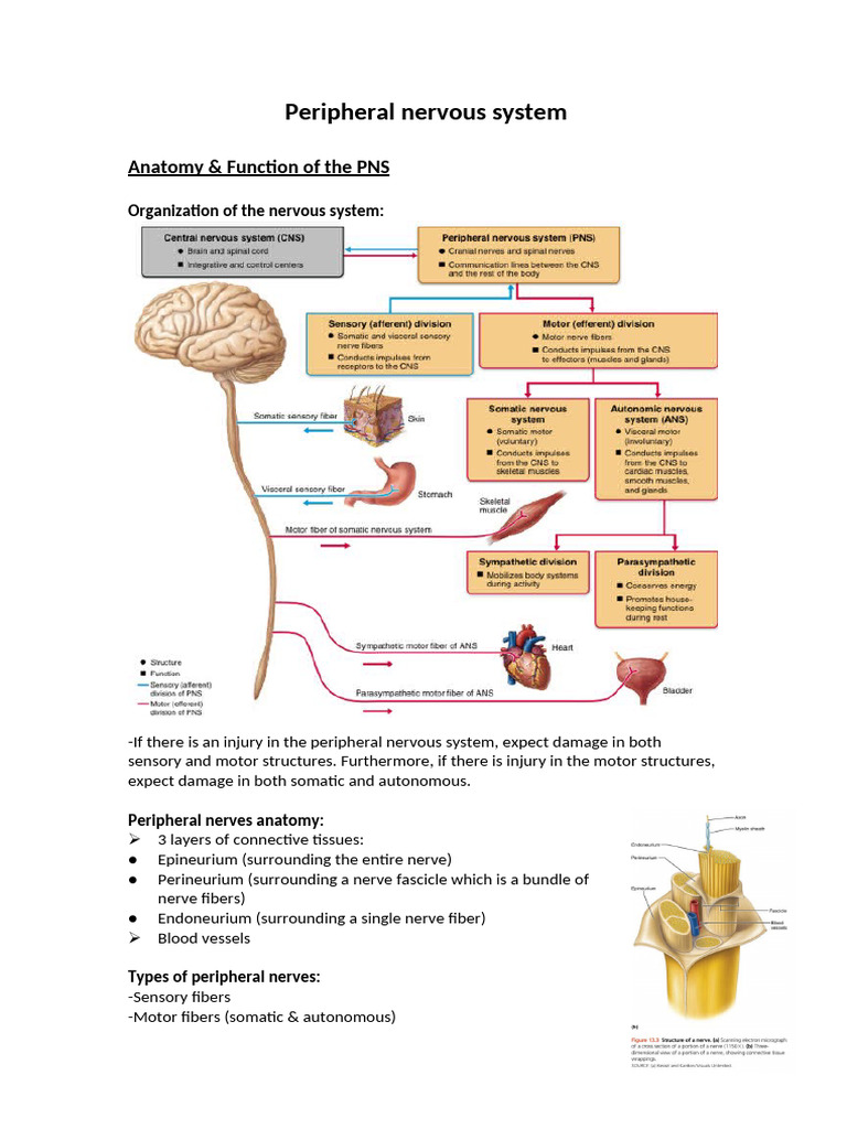 Anatomy and Function of the PNS | PDF | Axon | Neuron
