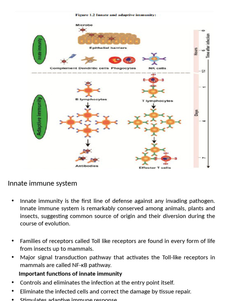 Overview of Innate Immunity Functions | PDF | Immune System | Innate ...