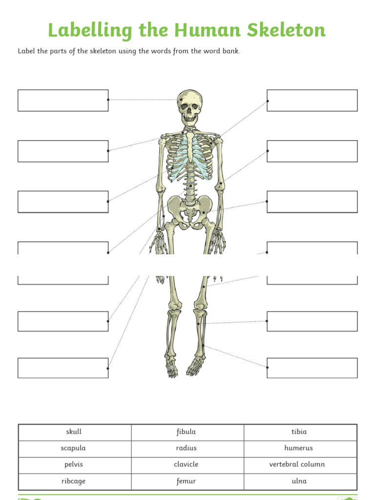 T SC 1644580700 Y3 Labelling The Human Skeleton Activity Sheet Ver 1 | PDF
