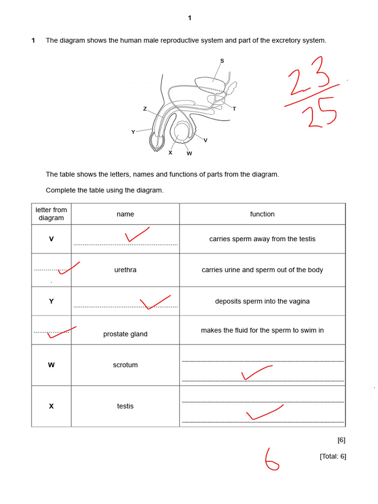 Reproduction Worksheet - Abdurrahman | PDF | Reproductive System | Testicle