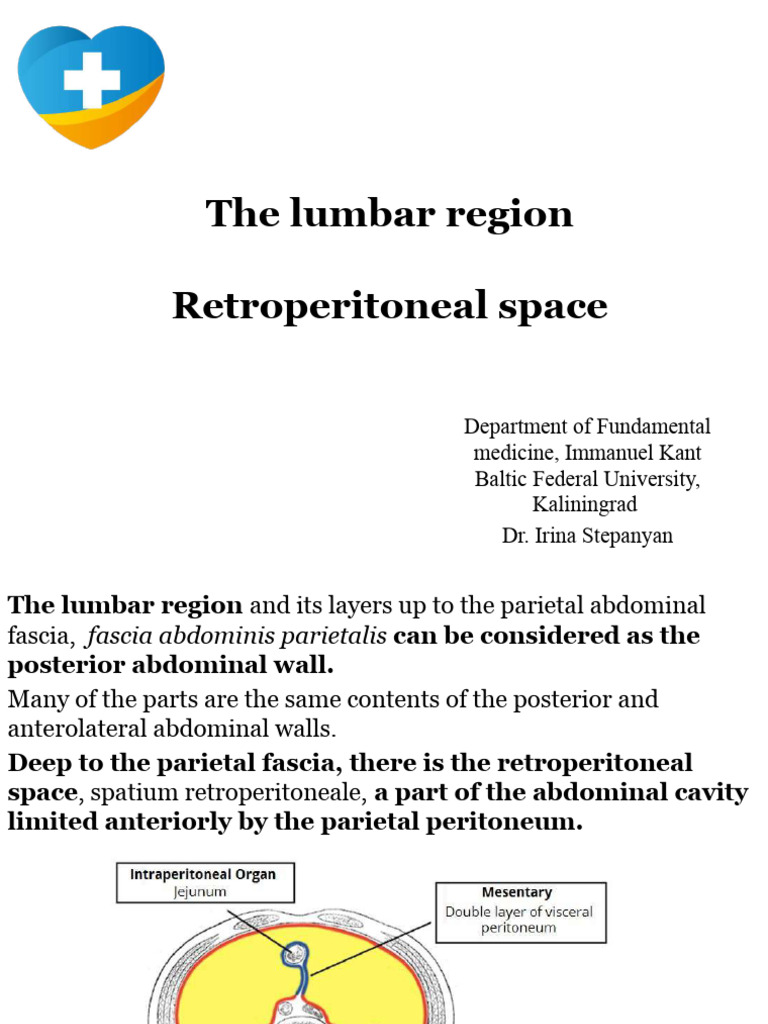 Anatomy of the Lumbar Region | PDF | Aorta | Abdomen