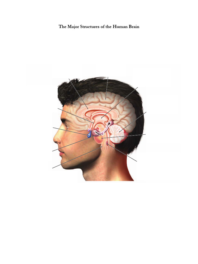 Brain Diagrams | PDF