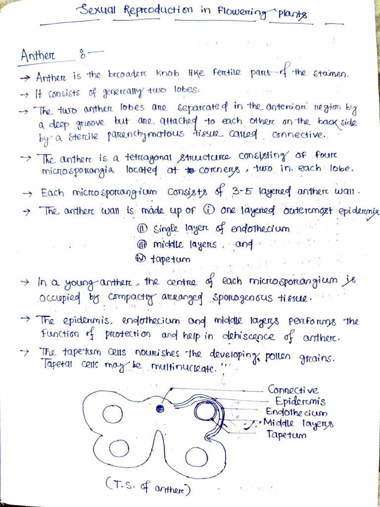 Anatomy of Flowering Plant Anthers | PDF | Horticultural Techniques ...