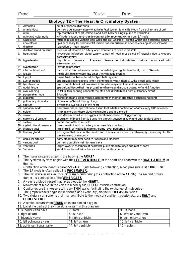 Worksheet - Heart & Circulation Key | PDF | Heart | Circulatory System
