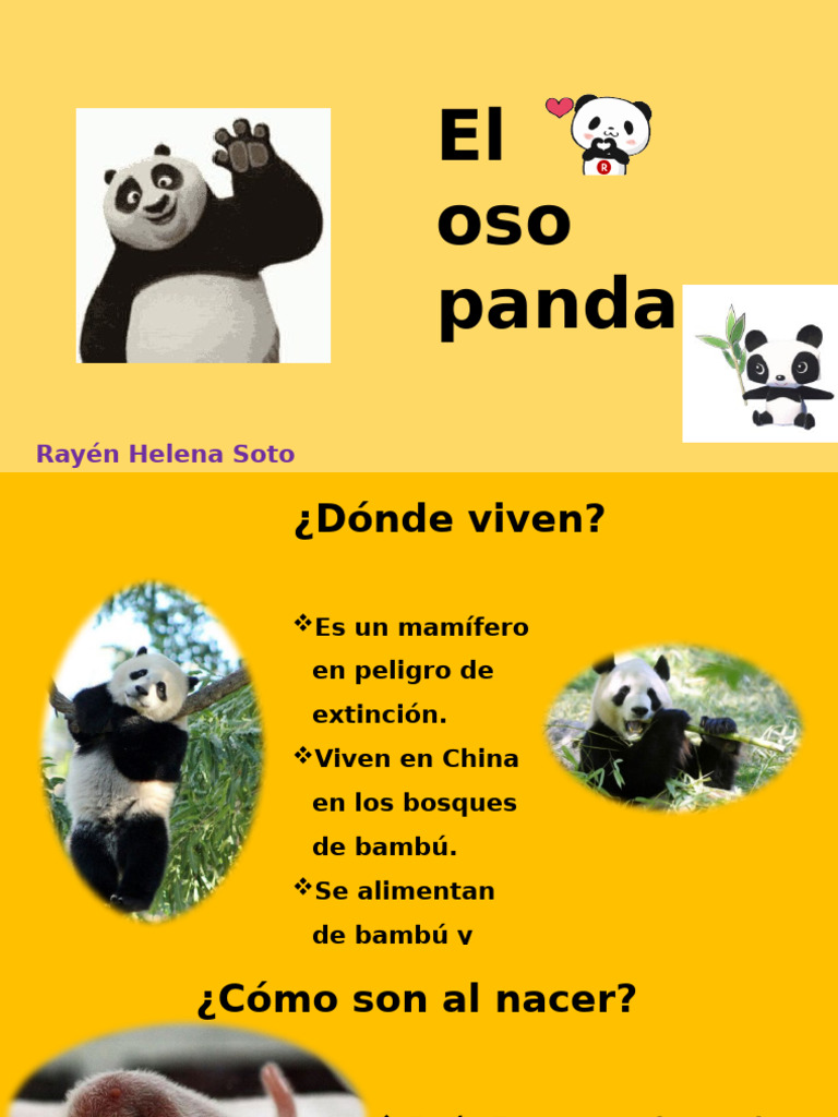 Datos sobre el oso panda en peligro | PDF