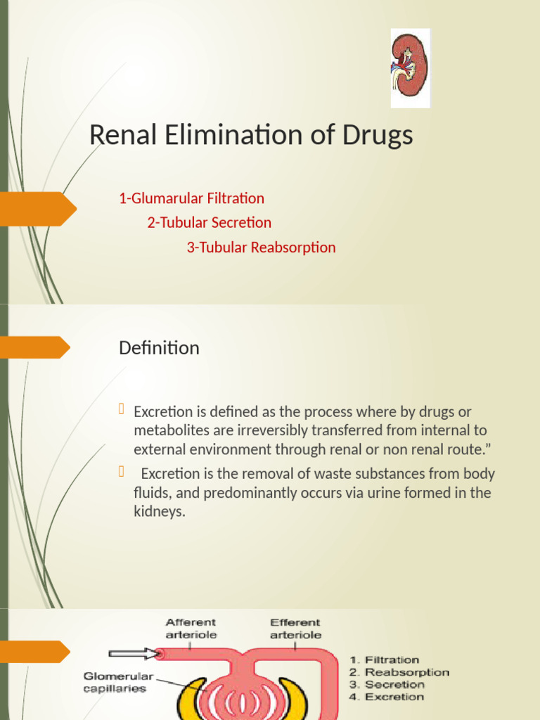 Renal Drug Excretion Mechanisms | PDF | Kidney | Urinary System