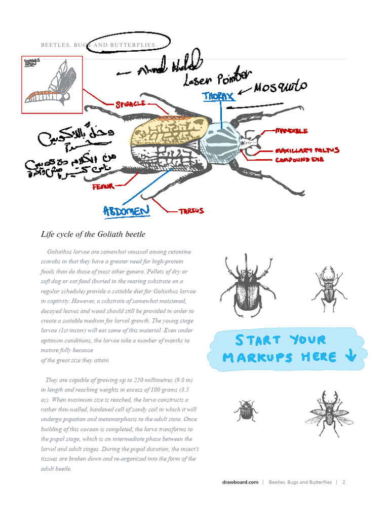 Bugs, Beetles and Butterflies Copy (Pages 2) | PDF