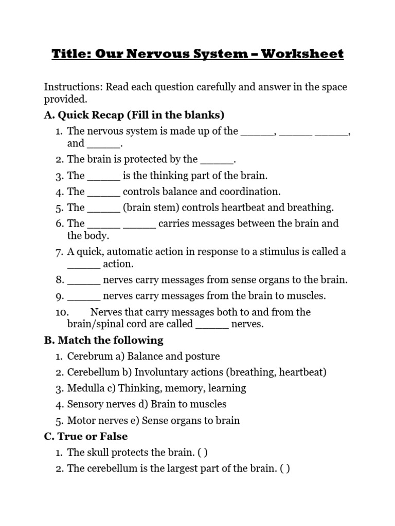 Nervous System Worksheet for Students | PDF | Brain | Neuroscience
