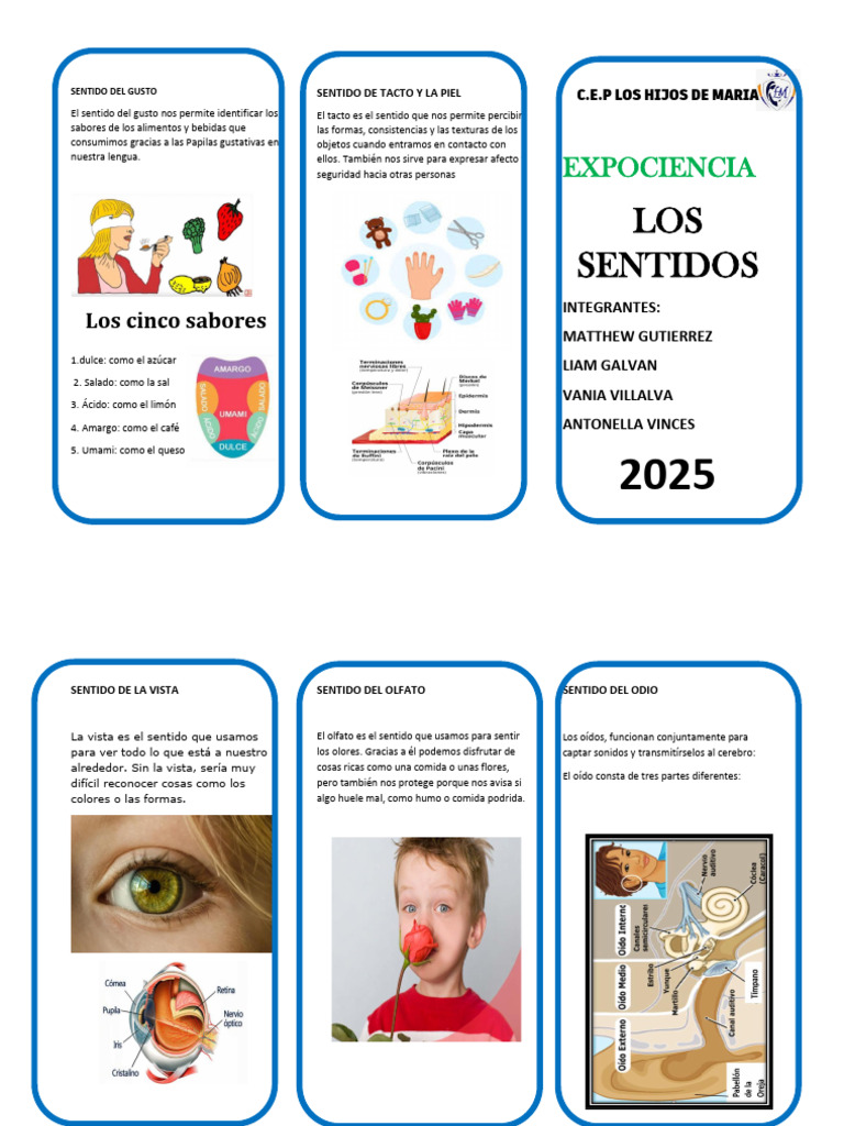 Los Sentidos - Triptico | PDF