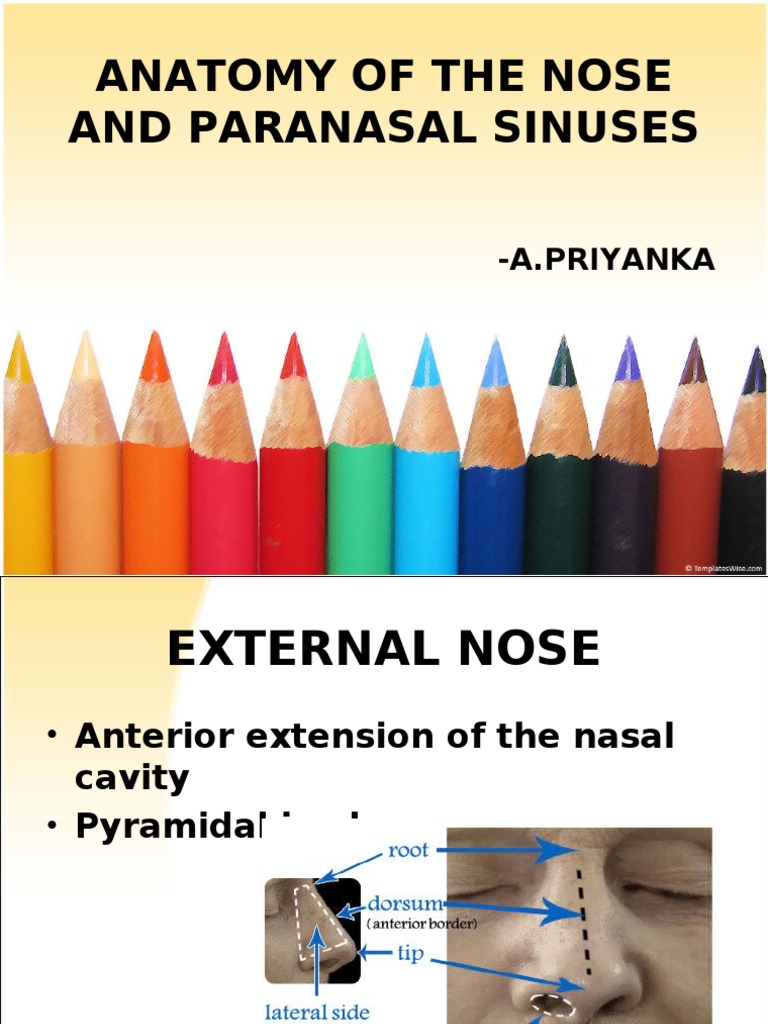 Anatomy of The Nose and Paranasal Sinuses | PDF | Human Head And Neck ...
