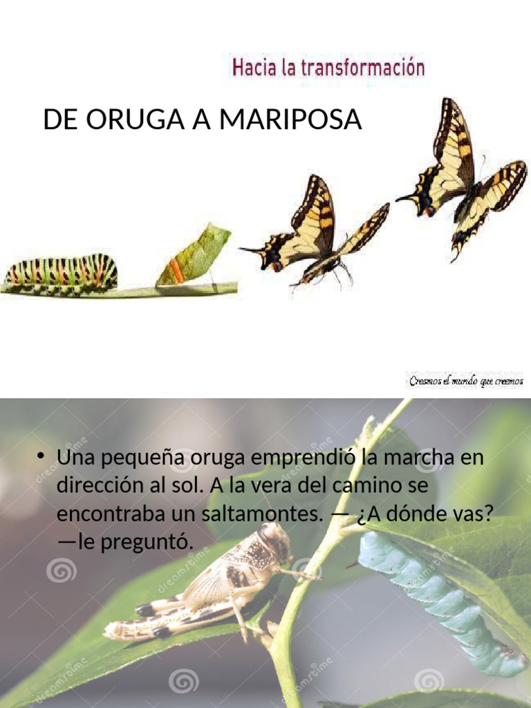 De Oruga A Mariposa-Transformacion | PDF