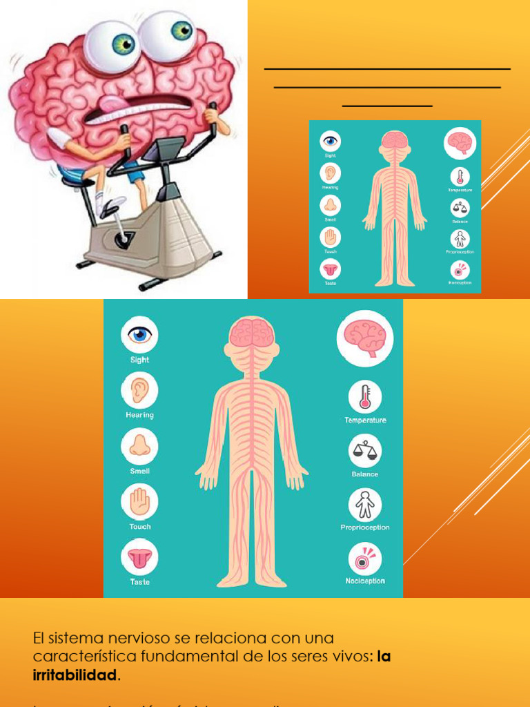 8 - SN y Órganos de Los Sentidos. | PDF | Sistema nervioso | Neurona