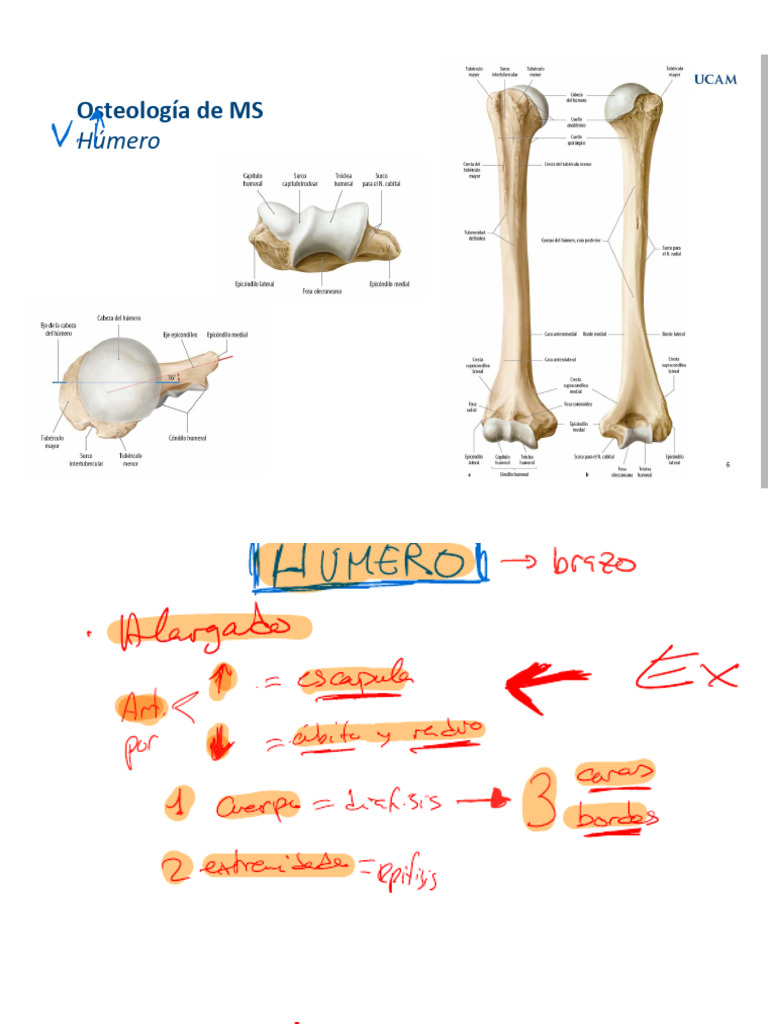 Humero | PDF