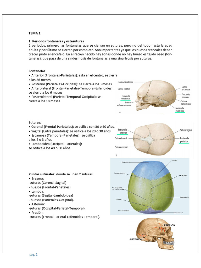 Anatomia 2 Merged | PDF | Nariz humana | Cráneo