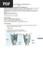 Anatomia da Laringe: Estruturas e Funções | PDF | Laringe | Anatomia humana