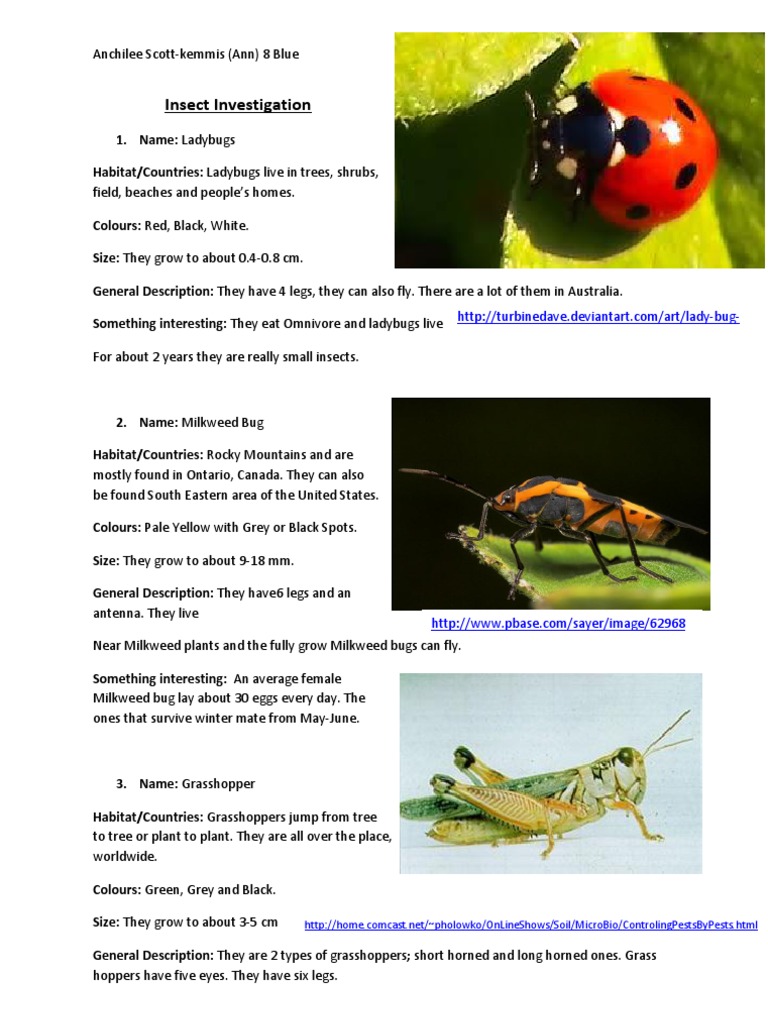 Insect Investigation | PDF | Coccinellidae | Insects
