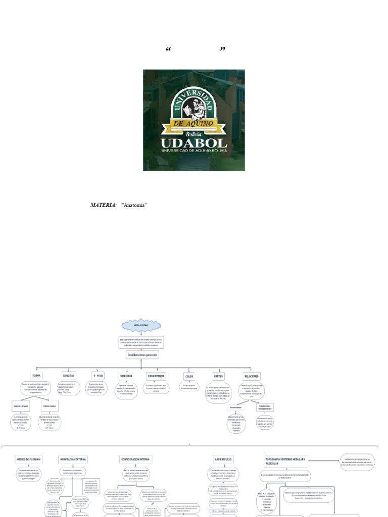Anatomia Mapa Conceptual | PDF