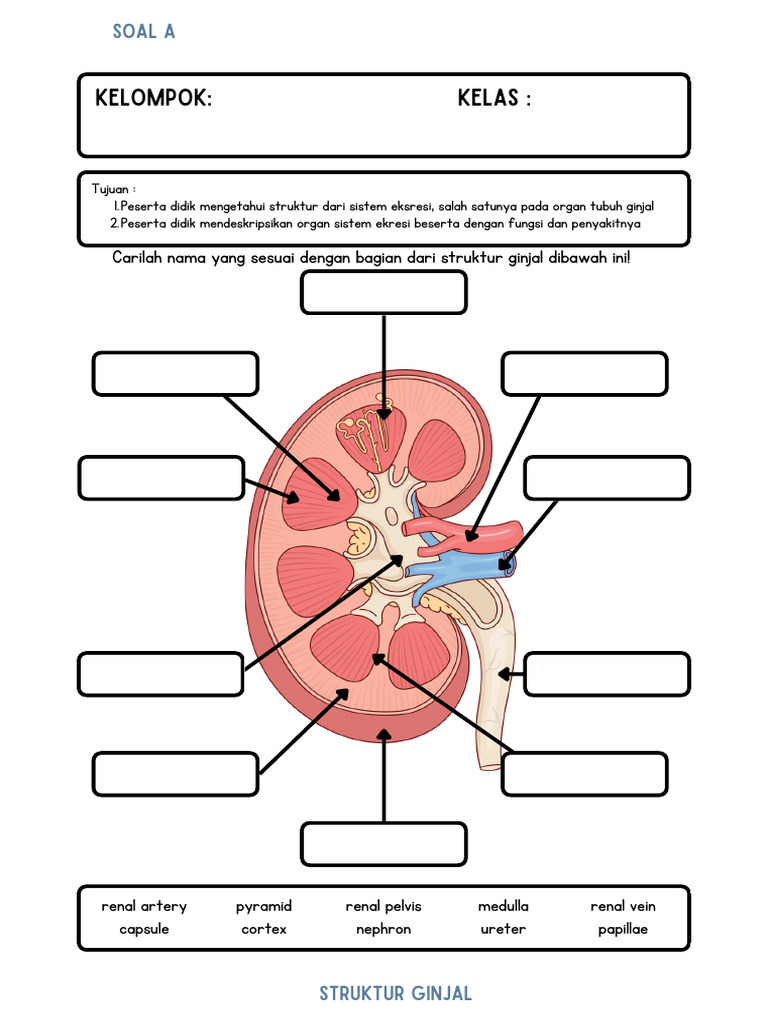 Struktur Ginjal Kelas 8 | PDF