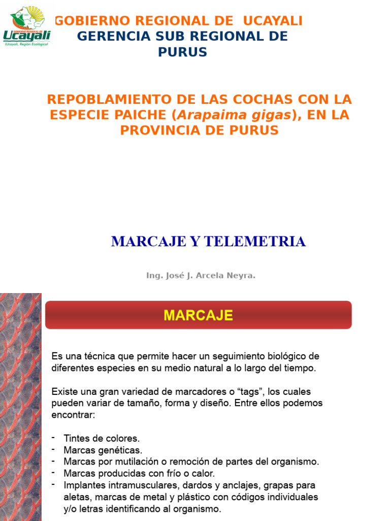 Marqueo y Telemetría del Paiche en Purus | PDF | Antena (Radio ...