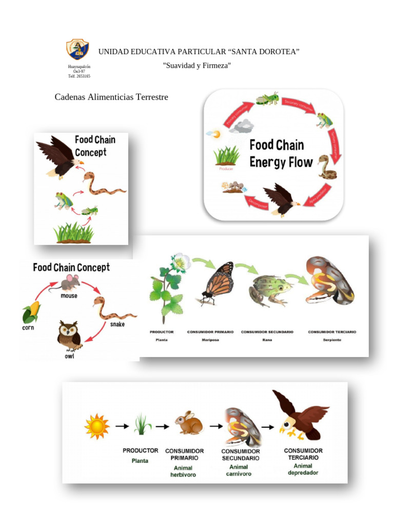 Cadenas Alimenticias: Terrestre y Acuática | PDF