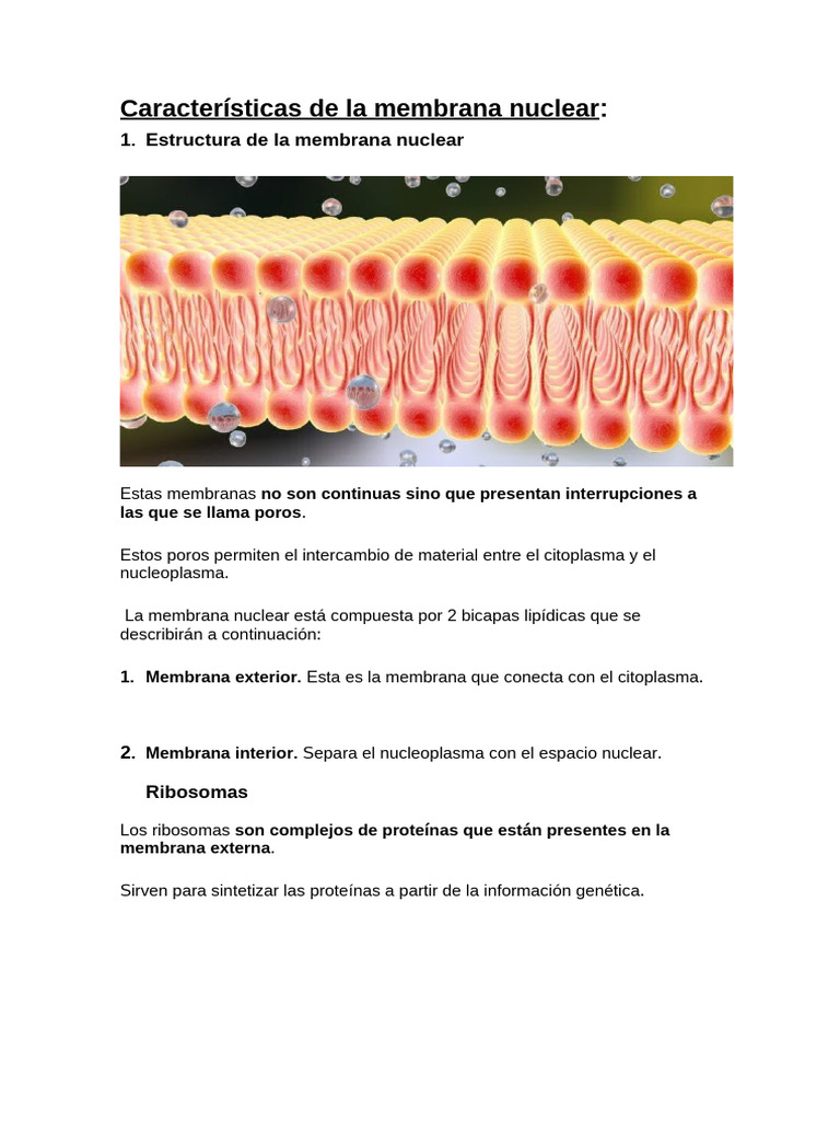 membrana nuclear | PDF
