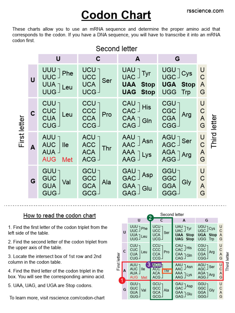 Read Codon Chart Table Pdf Genetic Code Natural Products