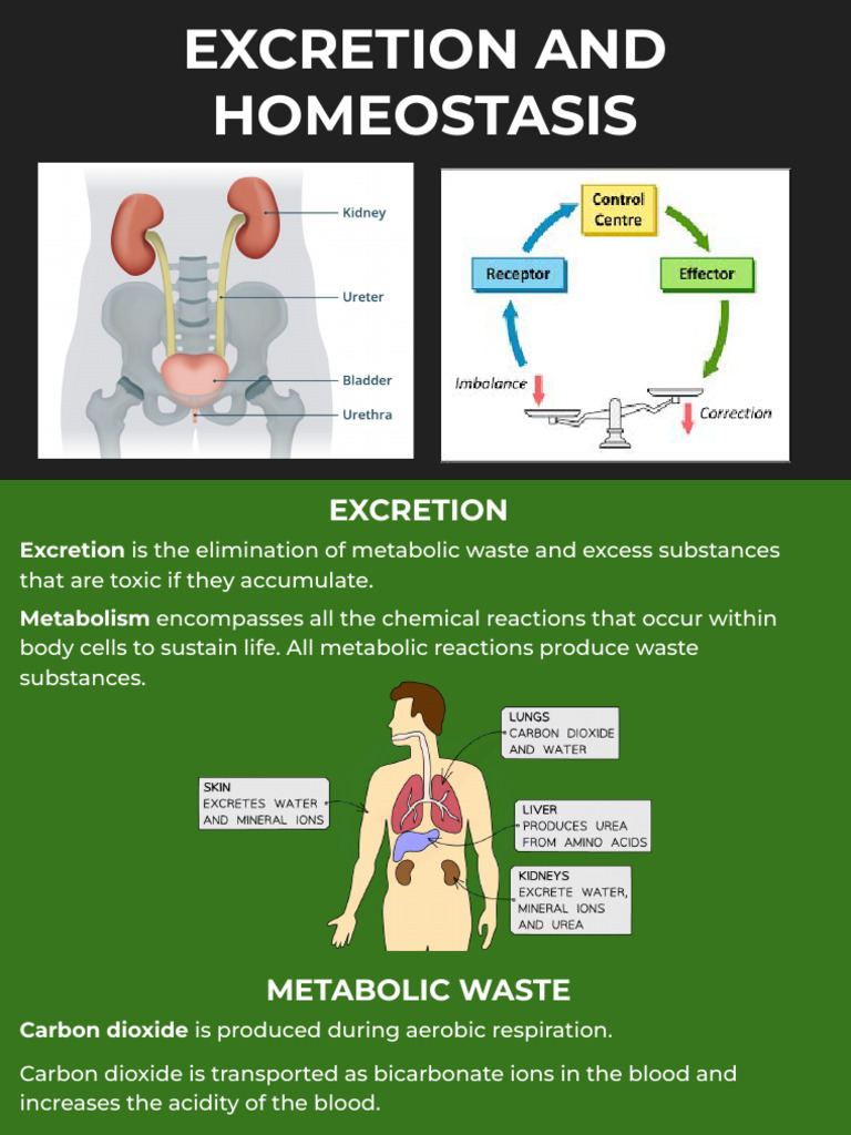 Excretion and Homeostasis (HSB) | PDF | Kidney | Diabetes