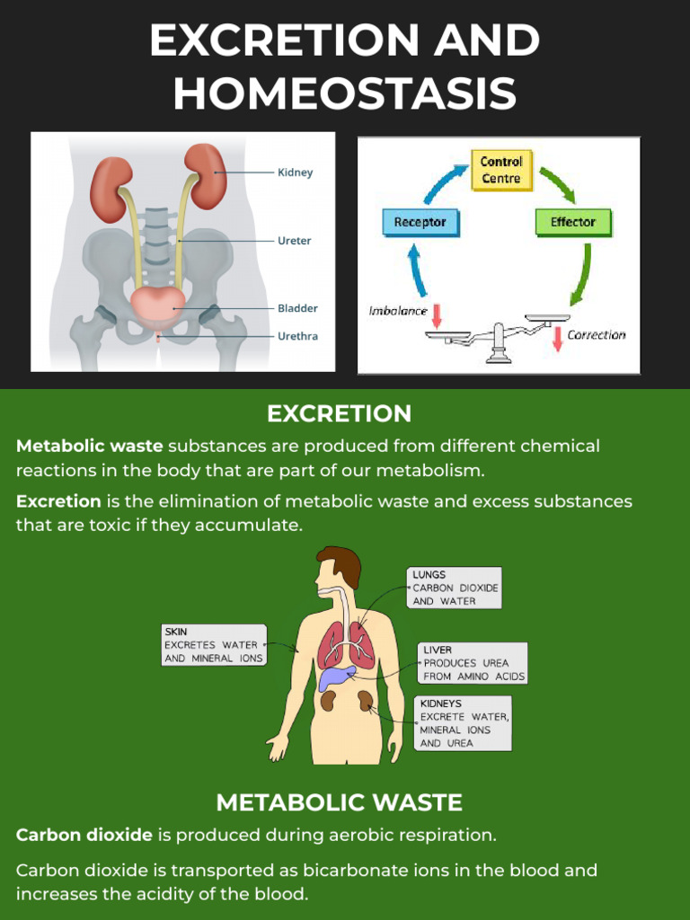 Excretion and Homeostasis (HSB) | PDF | Kidney