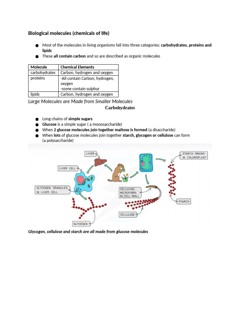 Overview of Biological Molecules | PDF | Carbohydrates | Glucose