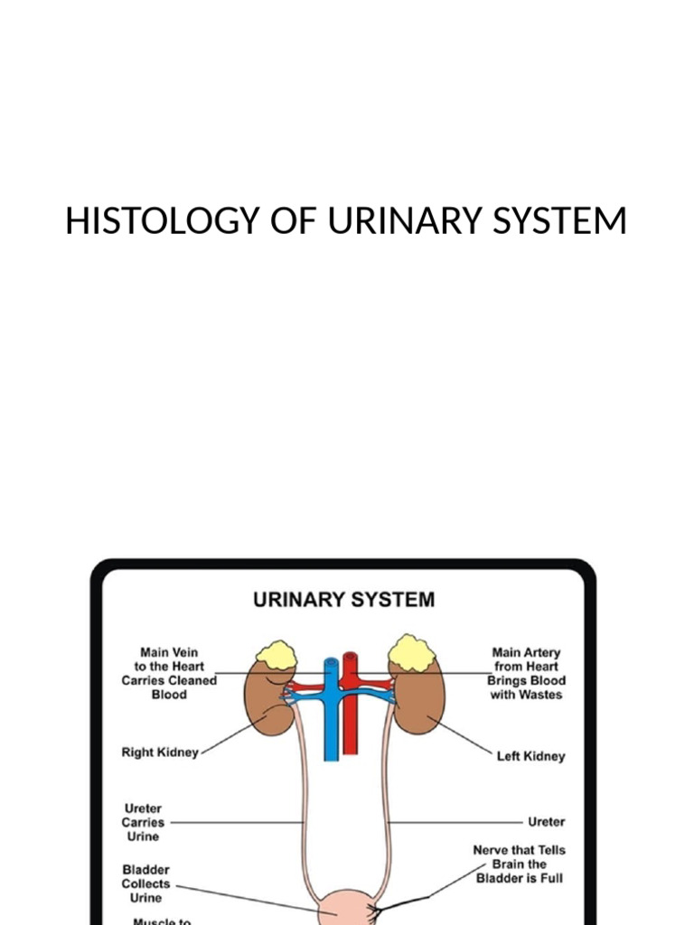 Histology of Urinary System | PDF | Kidney | Genitourinary System