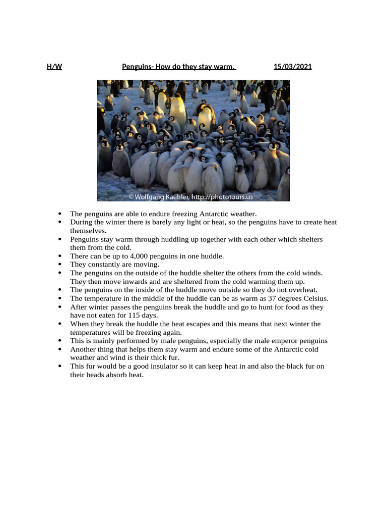 Penguins and How They Stay Warm | PDF