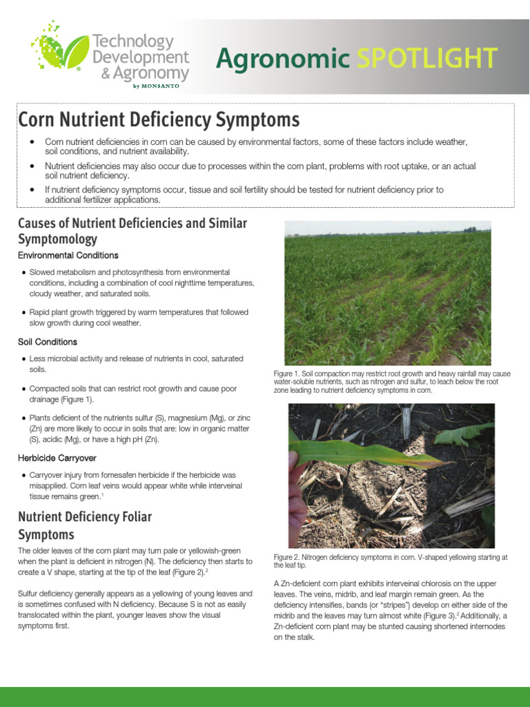 Corn Nutrient Deficiency Symptoms | PDF | Plant Nutrition | Soil