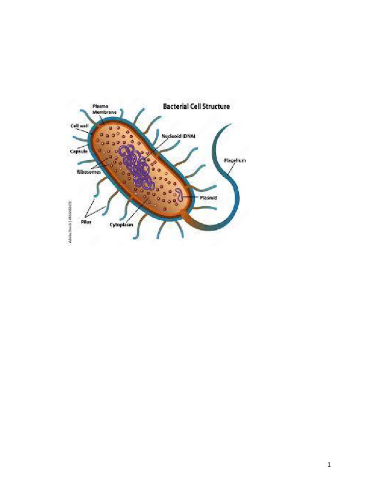 Lecture 7 - Bacterial Structure and Genetic System of Bacteria | PDF ...