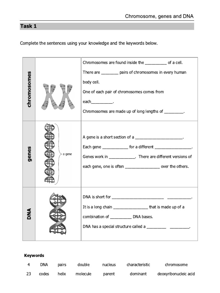Chromosomes Genes and Dna | PDF