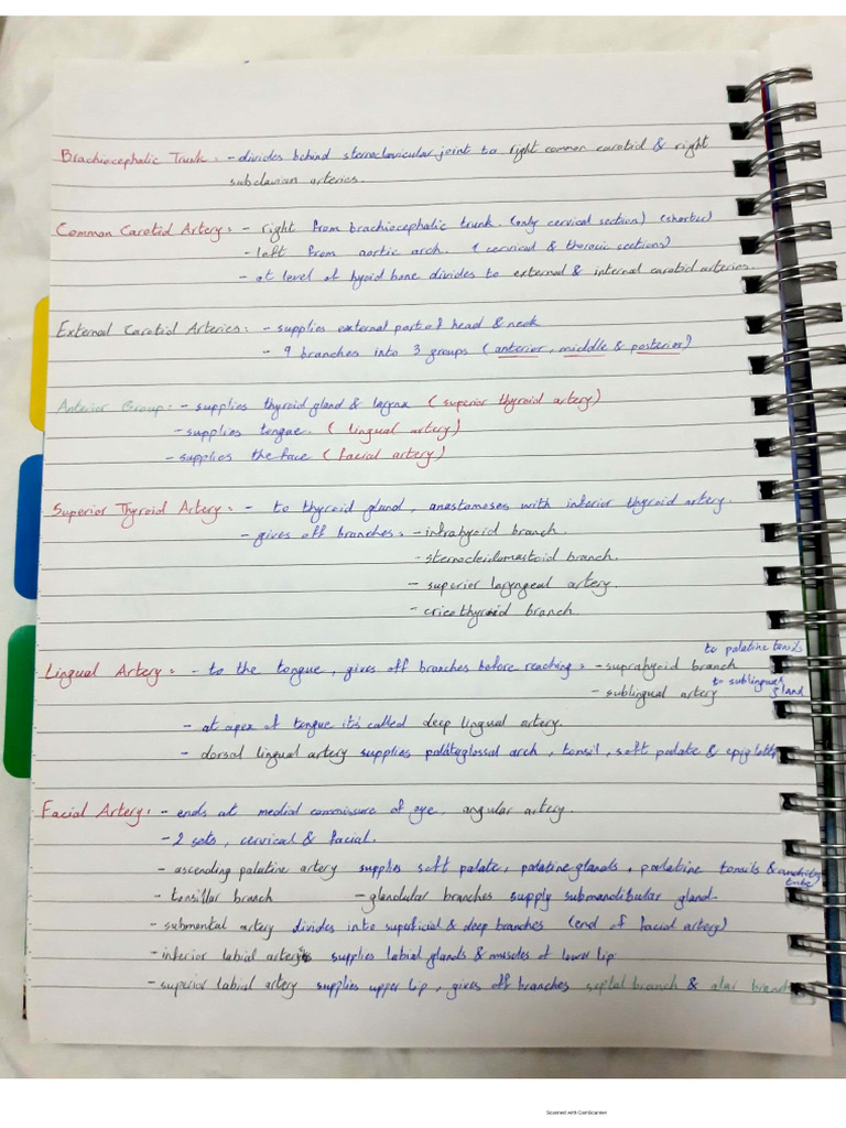 Common, External & Internal Carotid Arteries - Summary | PDF