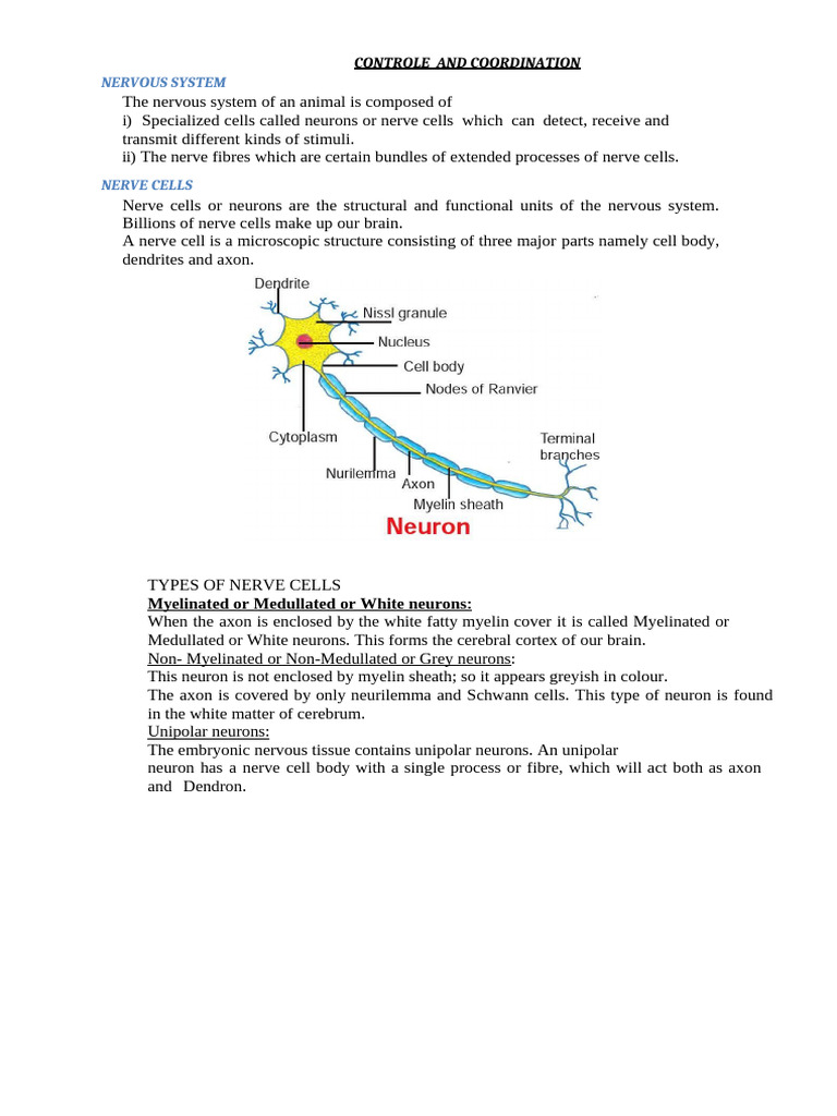 Nervous System and Plant Coordination | PDF | Neuron | Endocrine System