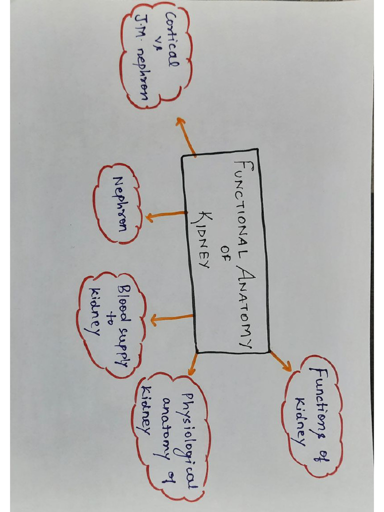 Functional Anatomy of Kidney | PDF