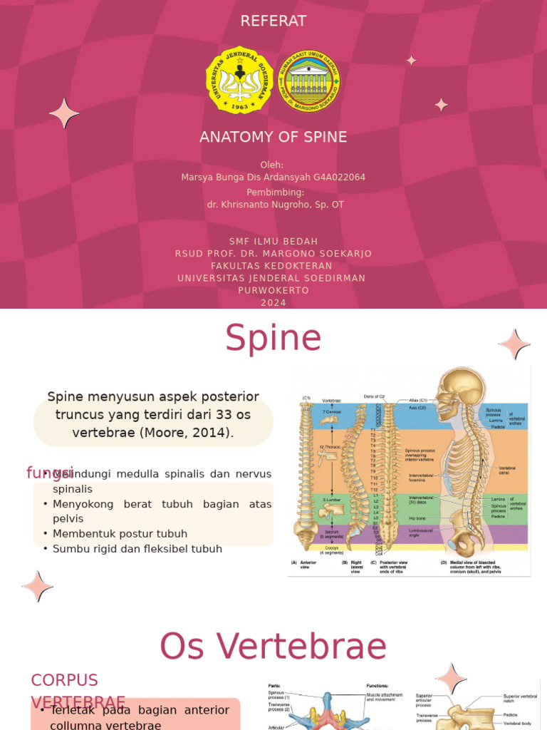 Anatomy of Spine Bunge | PDF