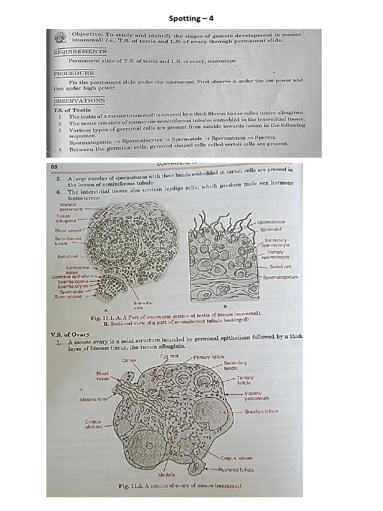 Spotting Biology Practical2 | PDF