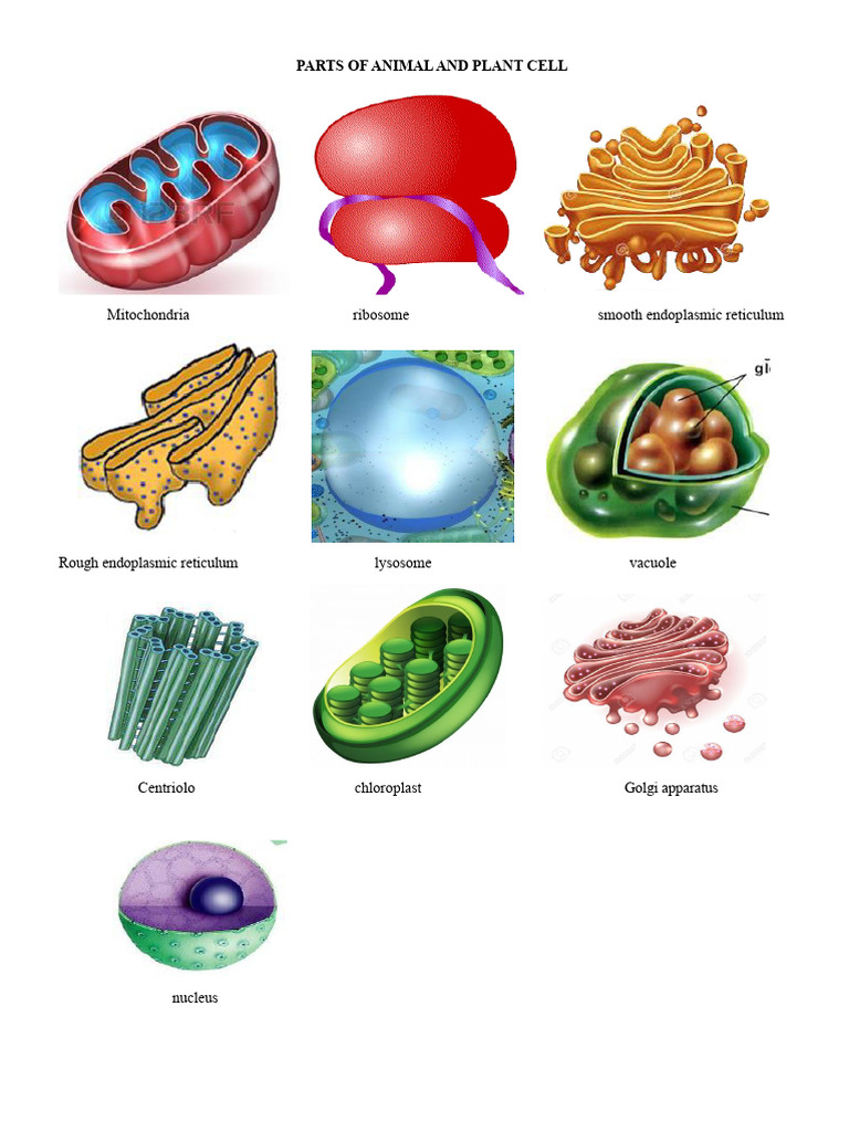 Activity Parts of the Animal and Plant Cell | PDF | Cell (Biology ...